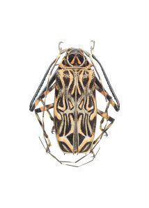 PlayStation PS1 BIOS Setup Guide for Emulators - WP Pluginsify