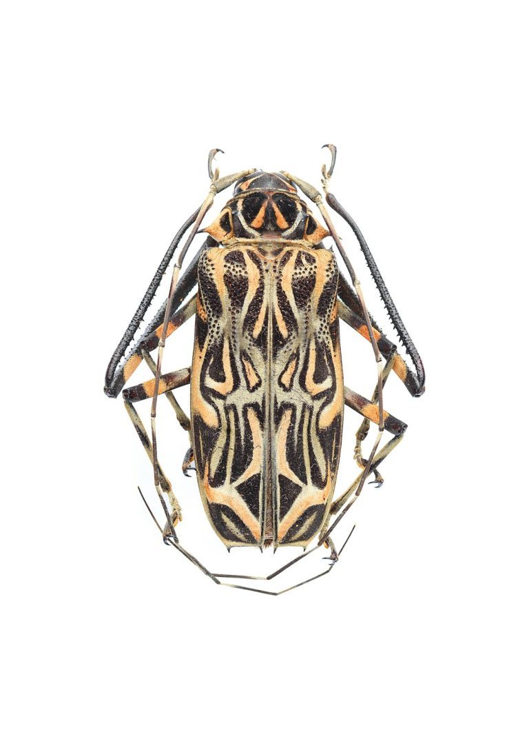 PlayStation PS1 BIOS Setup Guide for Emulators - WP Pluginsify