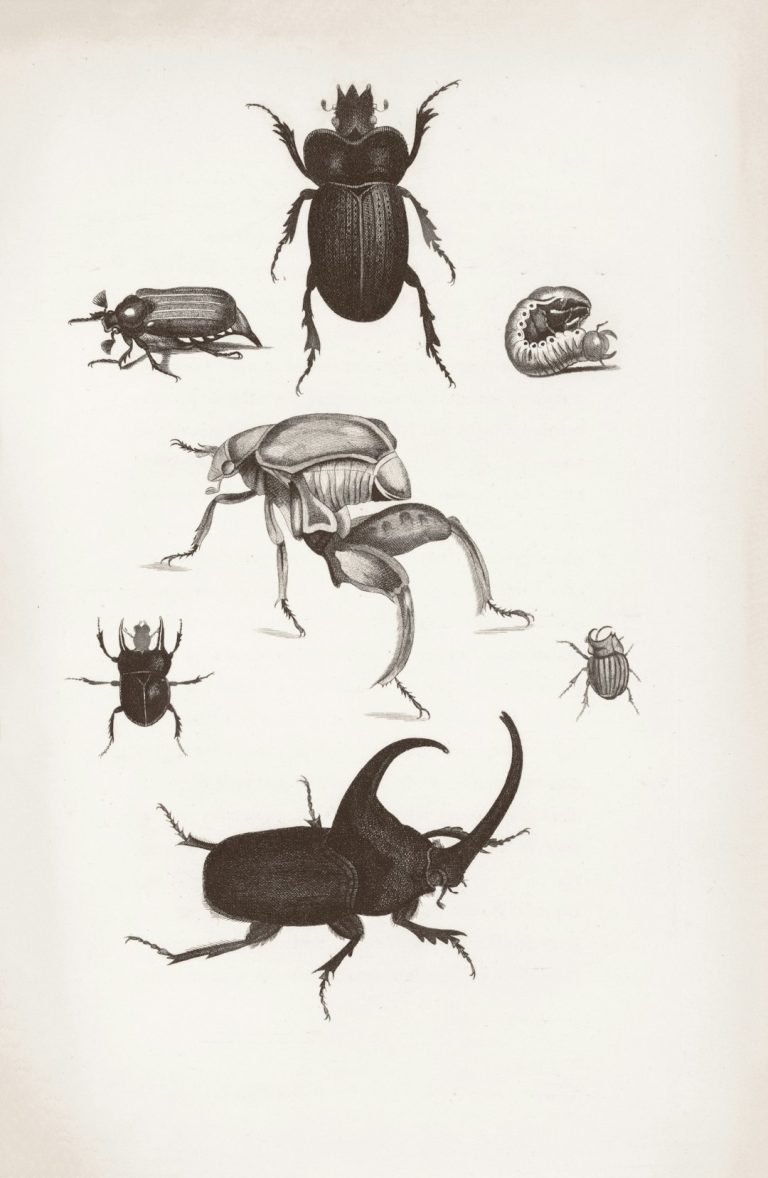 PlayStation PS1 BIOS Setup Guide for Emulators - WP Pluginsify